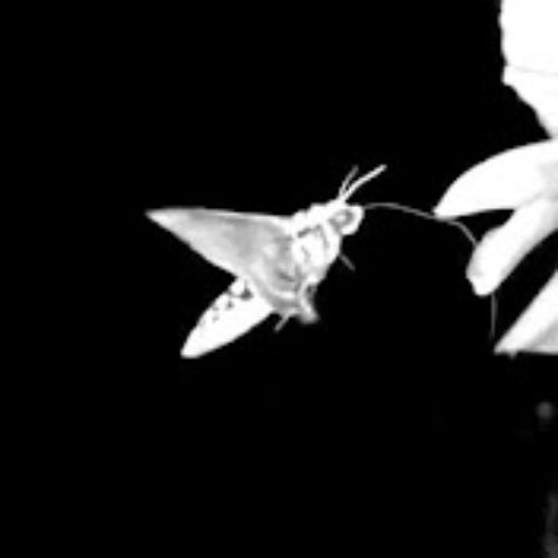 Contact Jeff Riffell - Riffell Lab